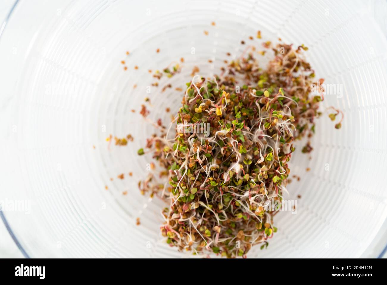 Growing sprouts in a jar Stock Photo - Alamy