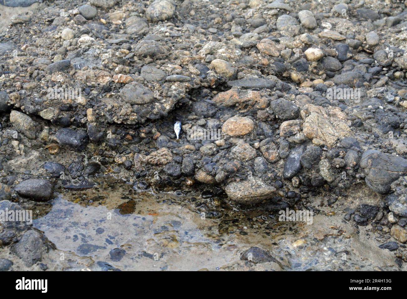 Dead shining bright silver color fish in the sea on the shore textured ...