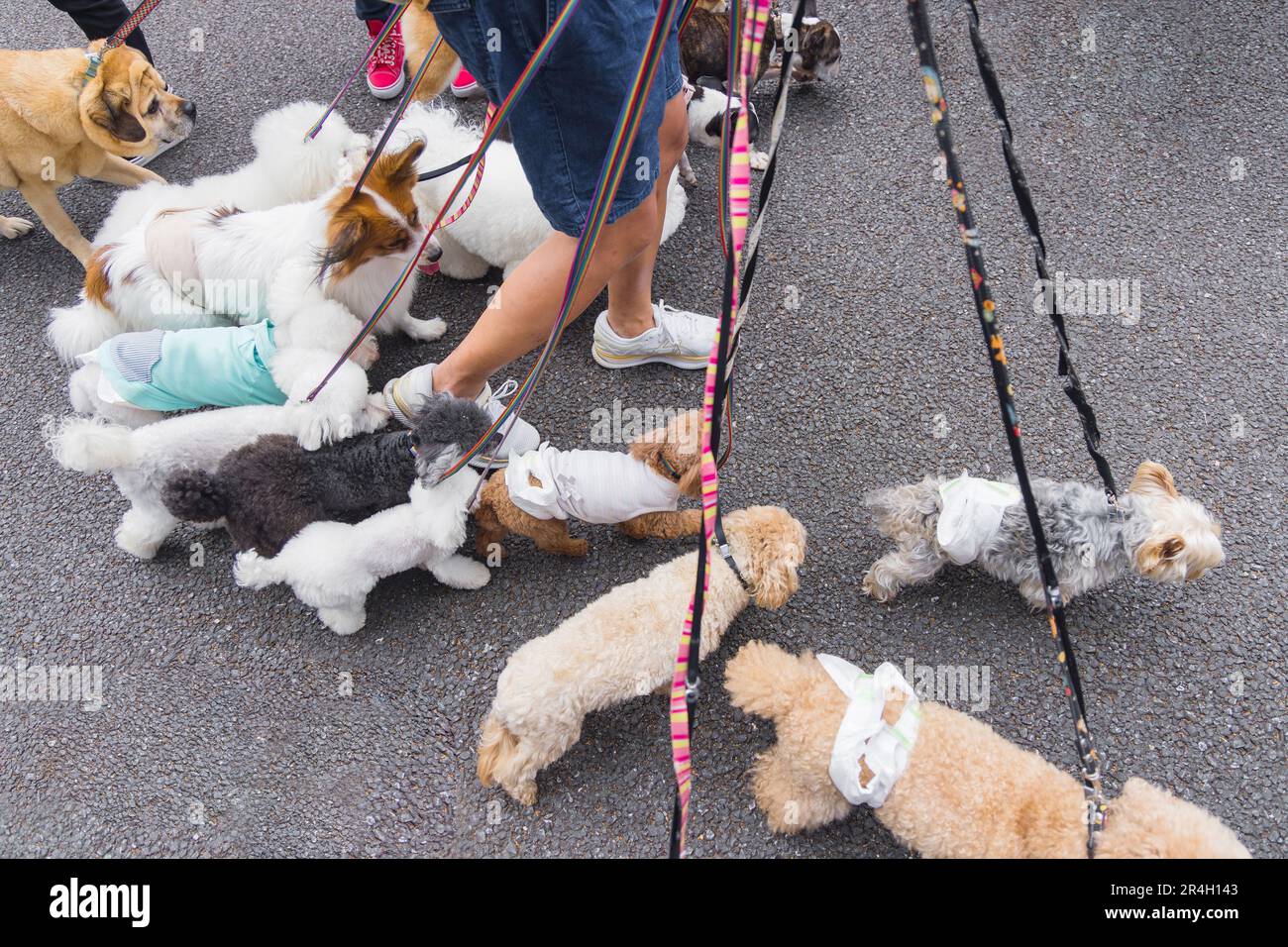picture of a man who is walking with lot of dogs in the city Stock ...