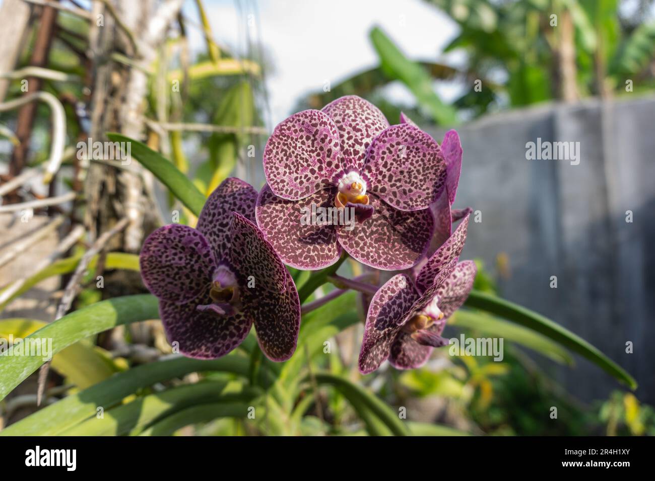 V kulvadee fragance black hi-res stock photography and images - Alamy