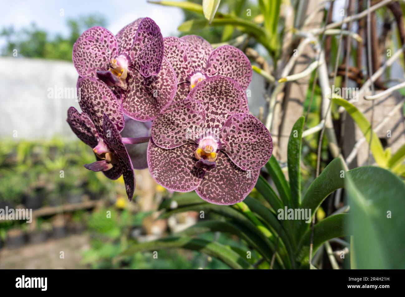 The Vanda Kulvadee Fragance Black blooms in the garden Stock Photo - Alamy