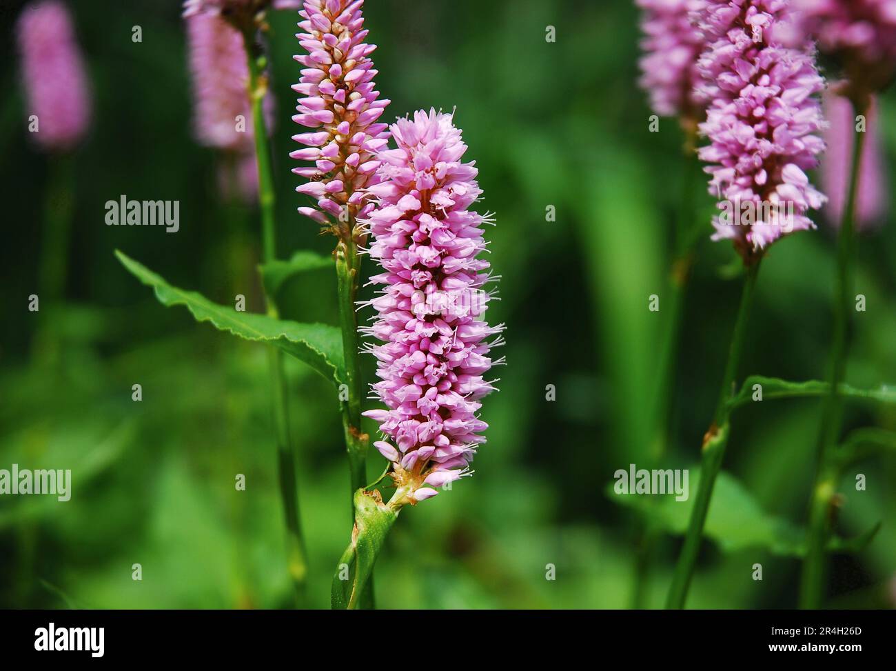 Polygonum bistorta known as bistort, meadow bistort, snakeweed has pink ...