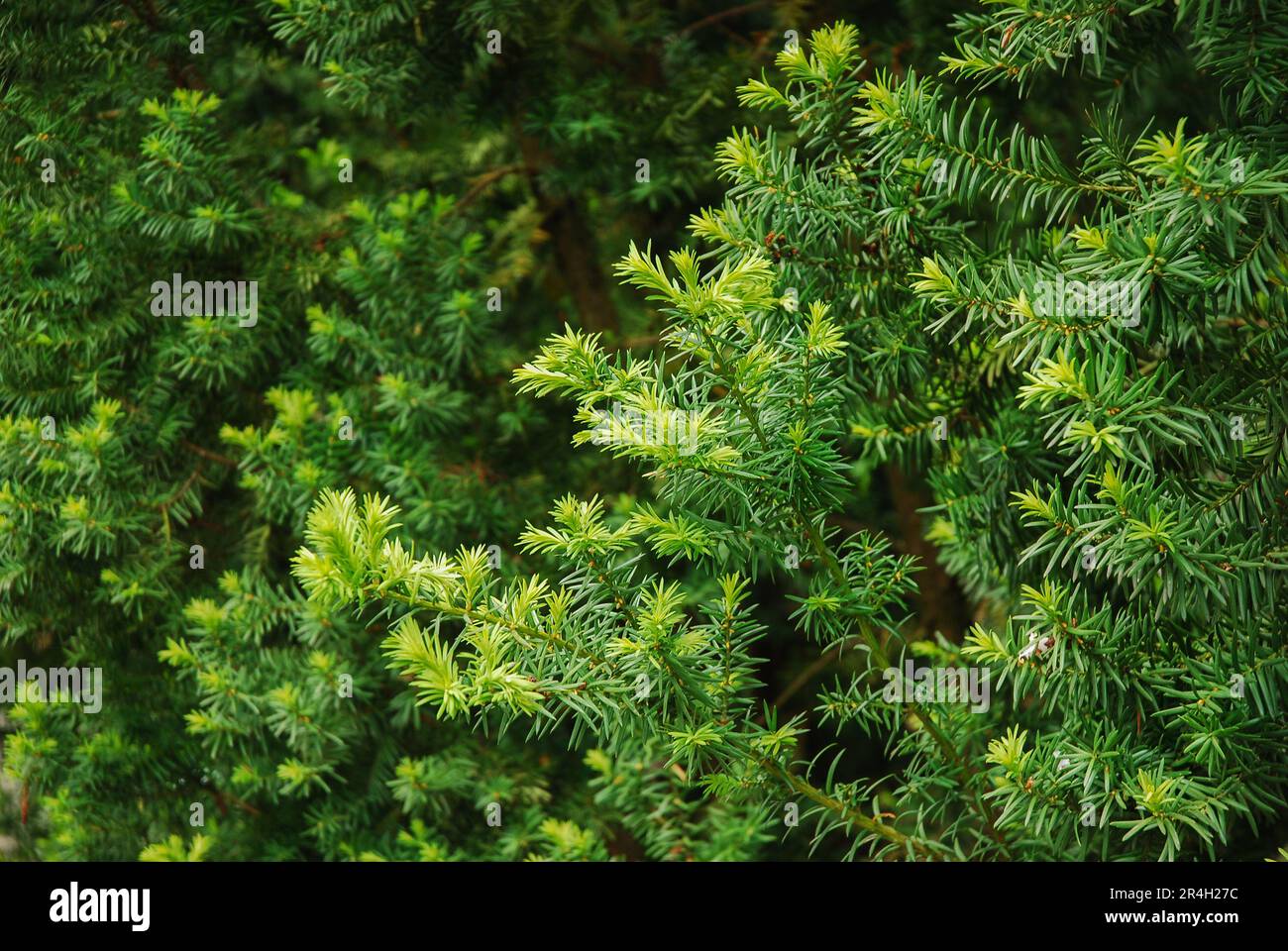 Taxus baccata, known as English yew, common yew or European yew ...