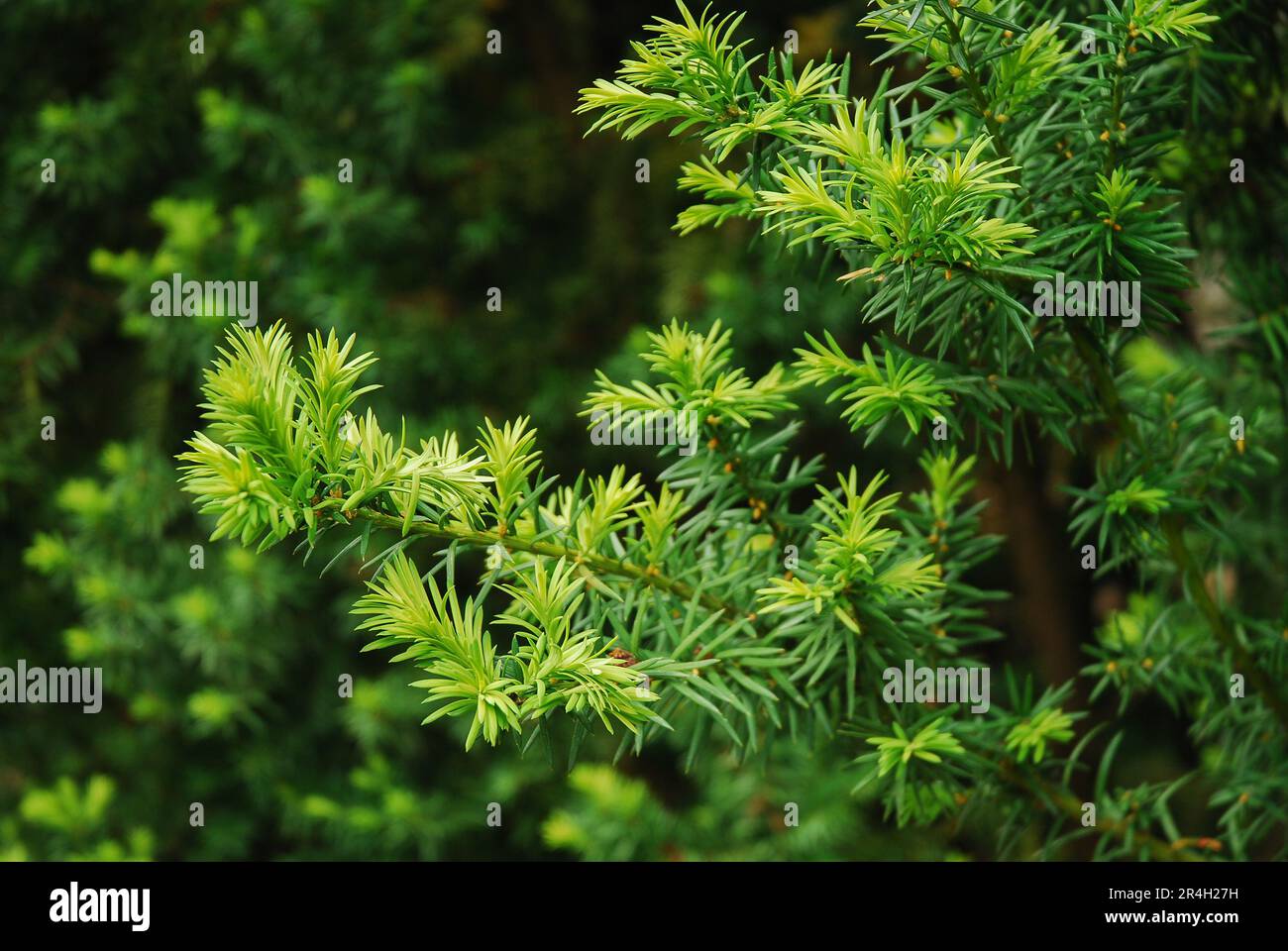 Taxus baccata, known as English yew, common yew or European yew ...
