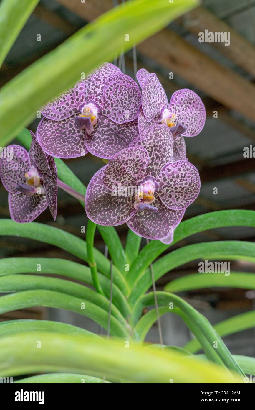 The Vanda Kulvadee Fragance Black blooms in the garden under the roof Stock Photo - Alamy