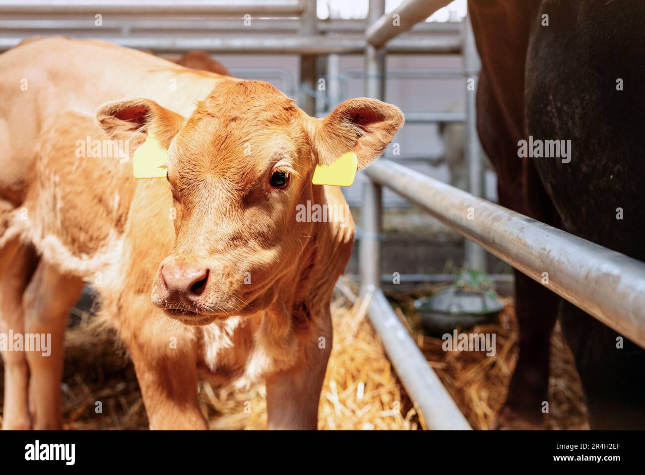 Portrait red calf in animal husbandry farm Stock Photo - Alamy