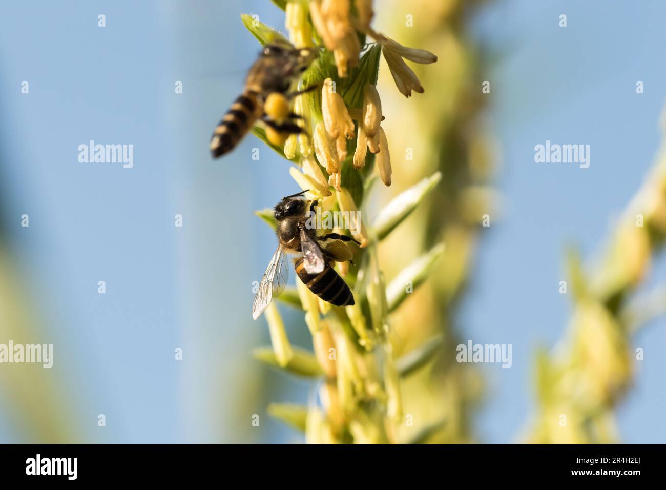 busy bee worker collecting and pollinating corn flower in the morning ...
