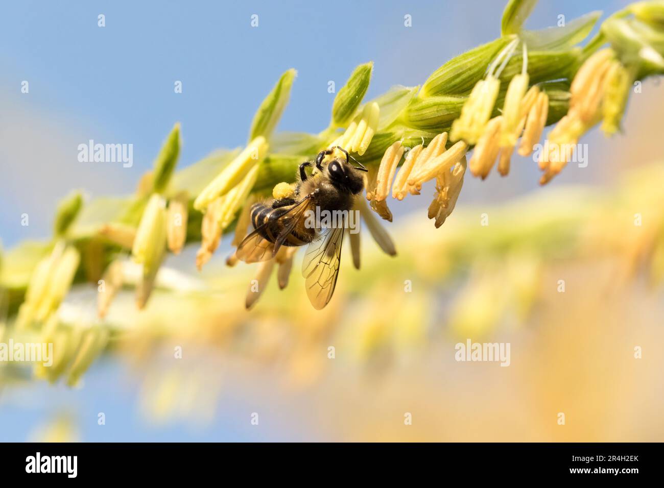 Pollinating maize hi-res stock photography and images - Alamy