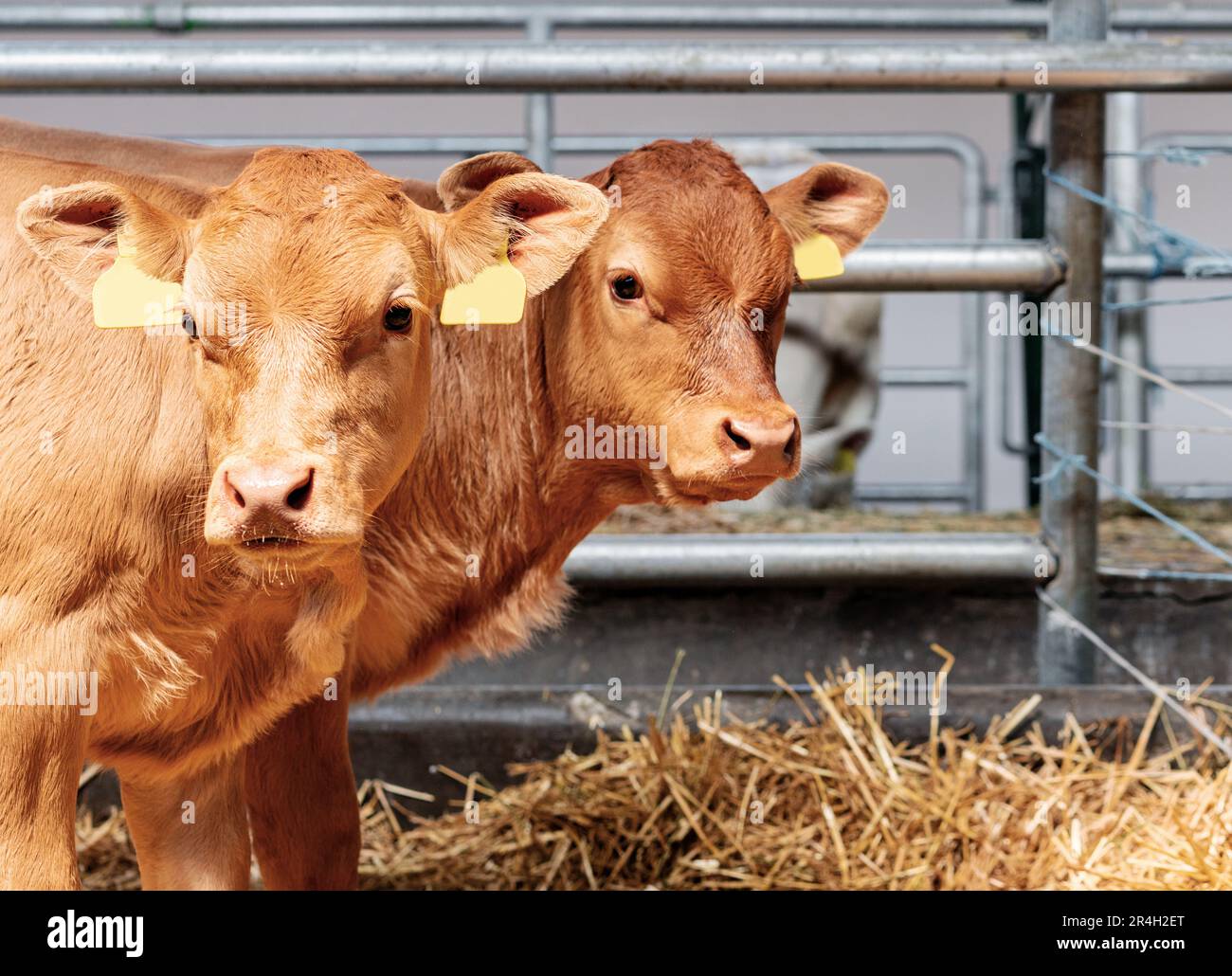 Two red calves in cattle farm Stock Photo - Alamy