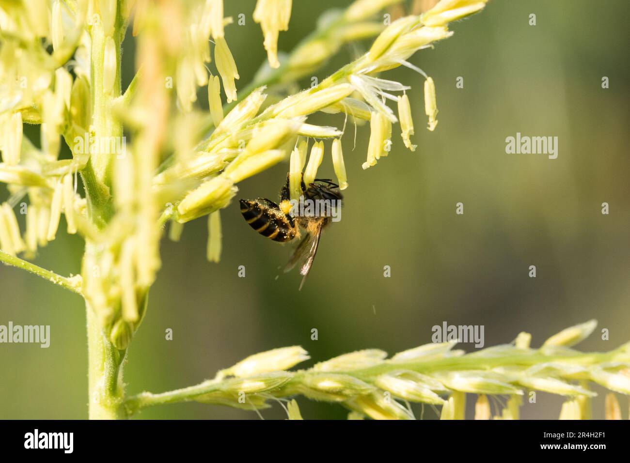 Pollinating maize hi-res stock photography and images - Alamy