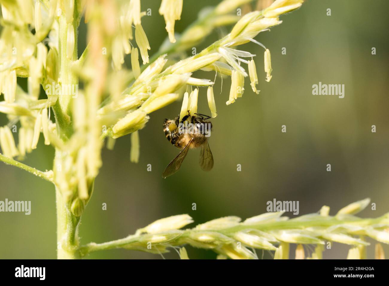 Pollinating maize hi-res stock photography and images - Alamy