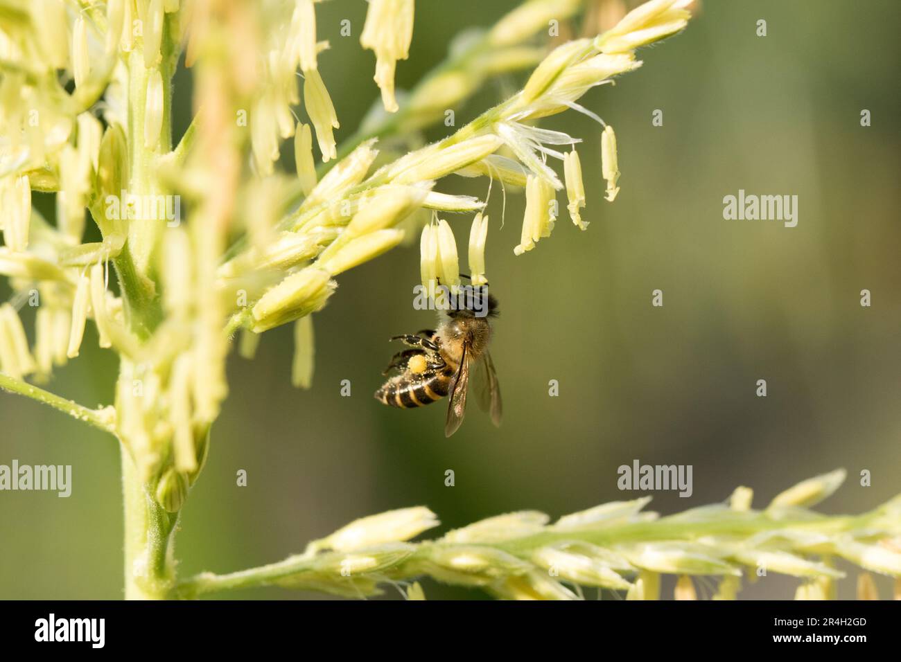 Bee pollinating on corn plant hi-res stock photography and images - Alamy
