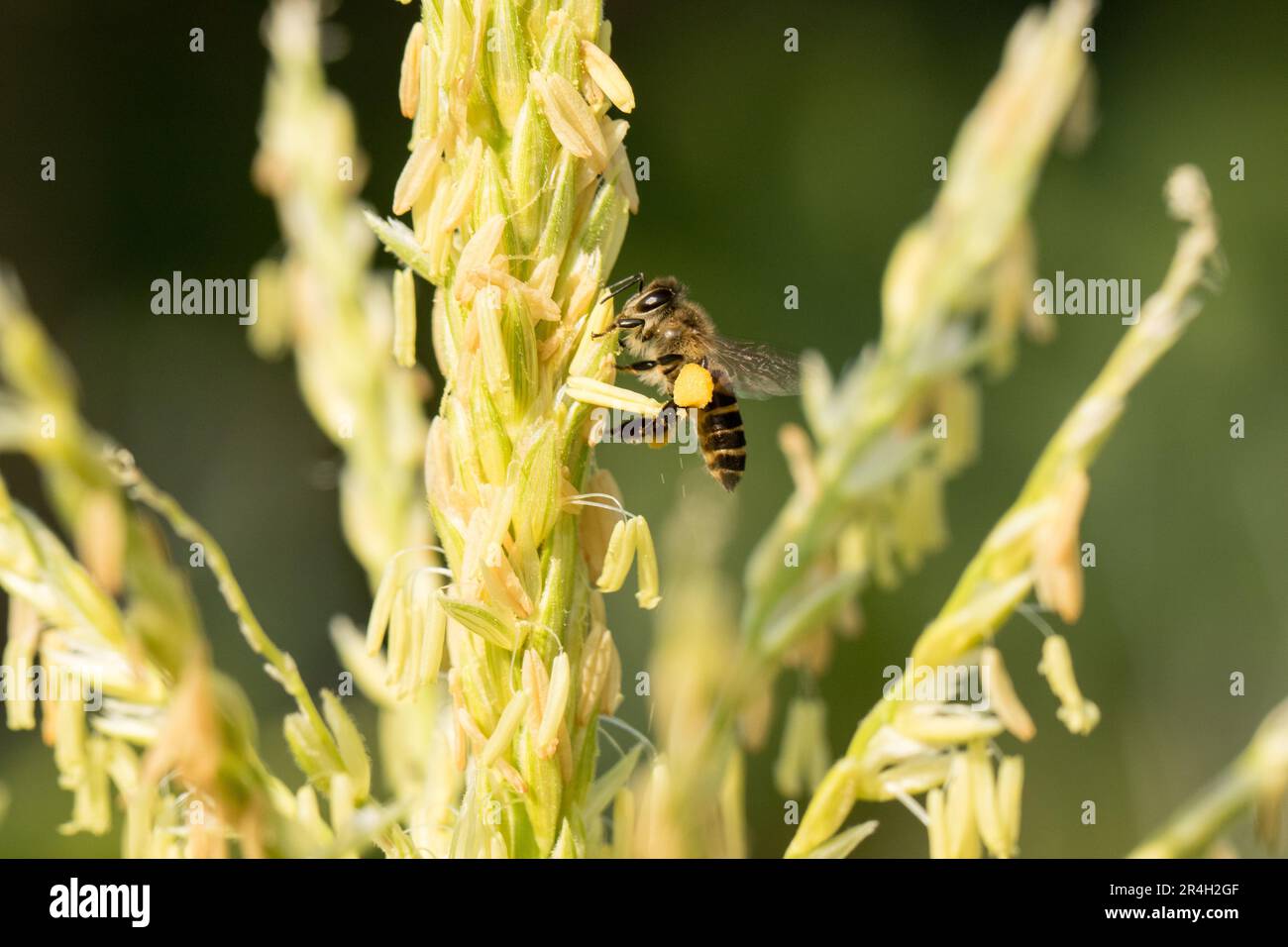 busy bee worker collecting and pollinating corn flower in the morning ...