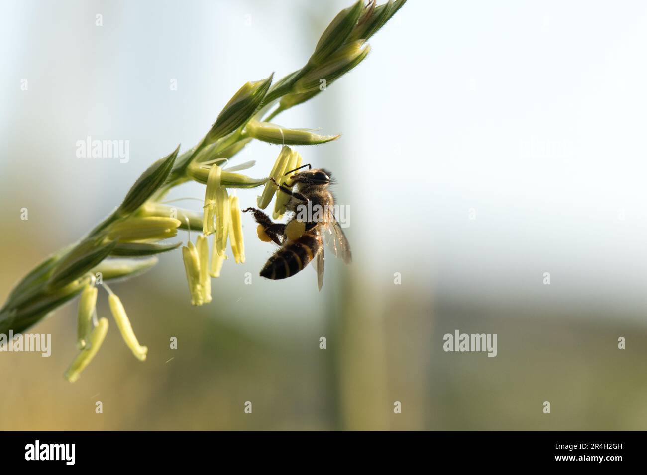 busy bee worker collecting and pollinating corn flower in the morning ...
