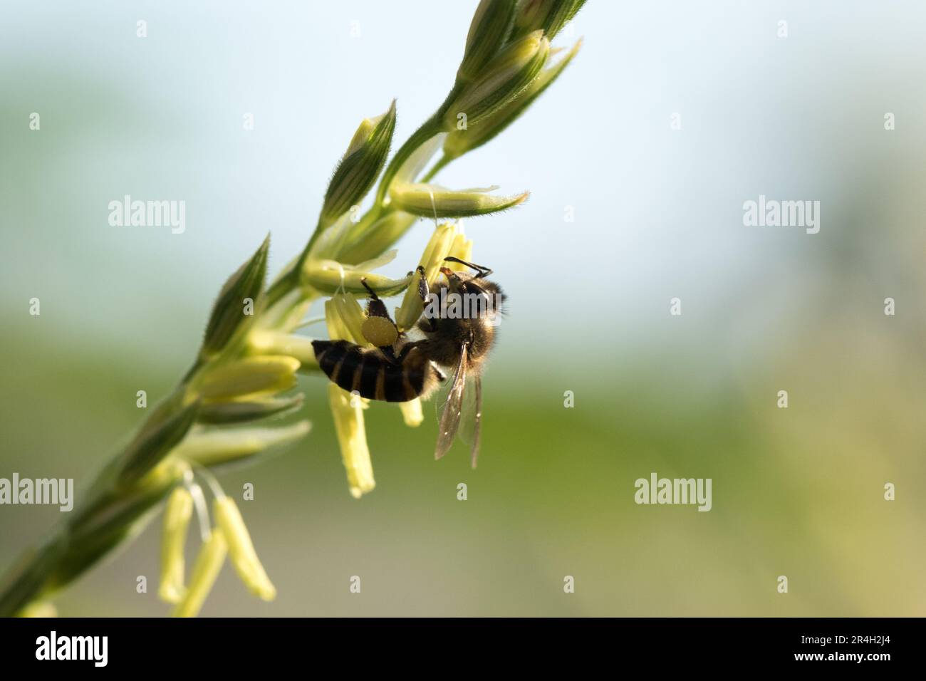 busy bee worker collecting and pollinating corn flower in the morning ...