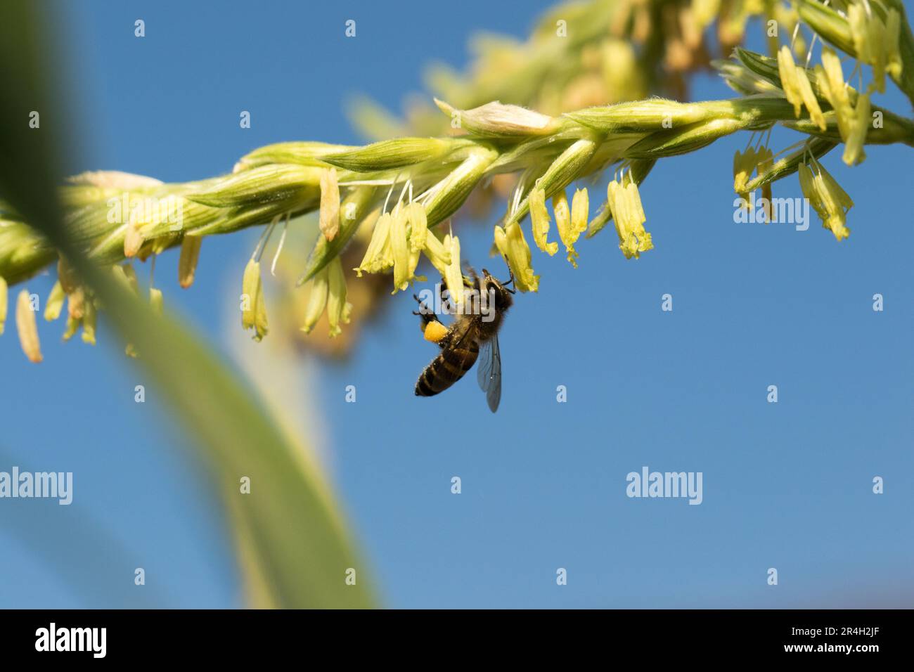 Pollinating maize hi-res stock photography and images - Alamy