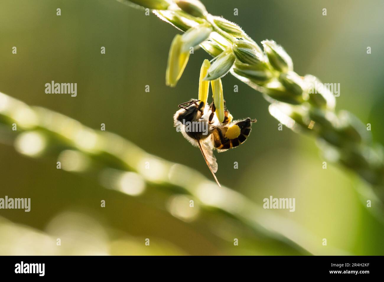 Pollinating maize hi-res stock photography and images - Alamy