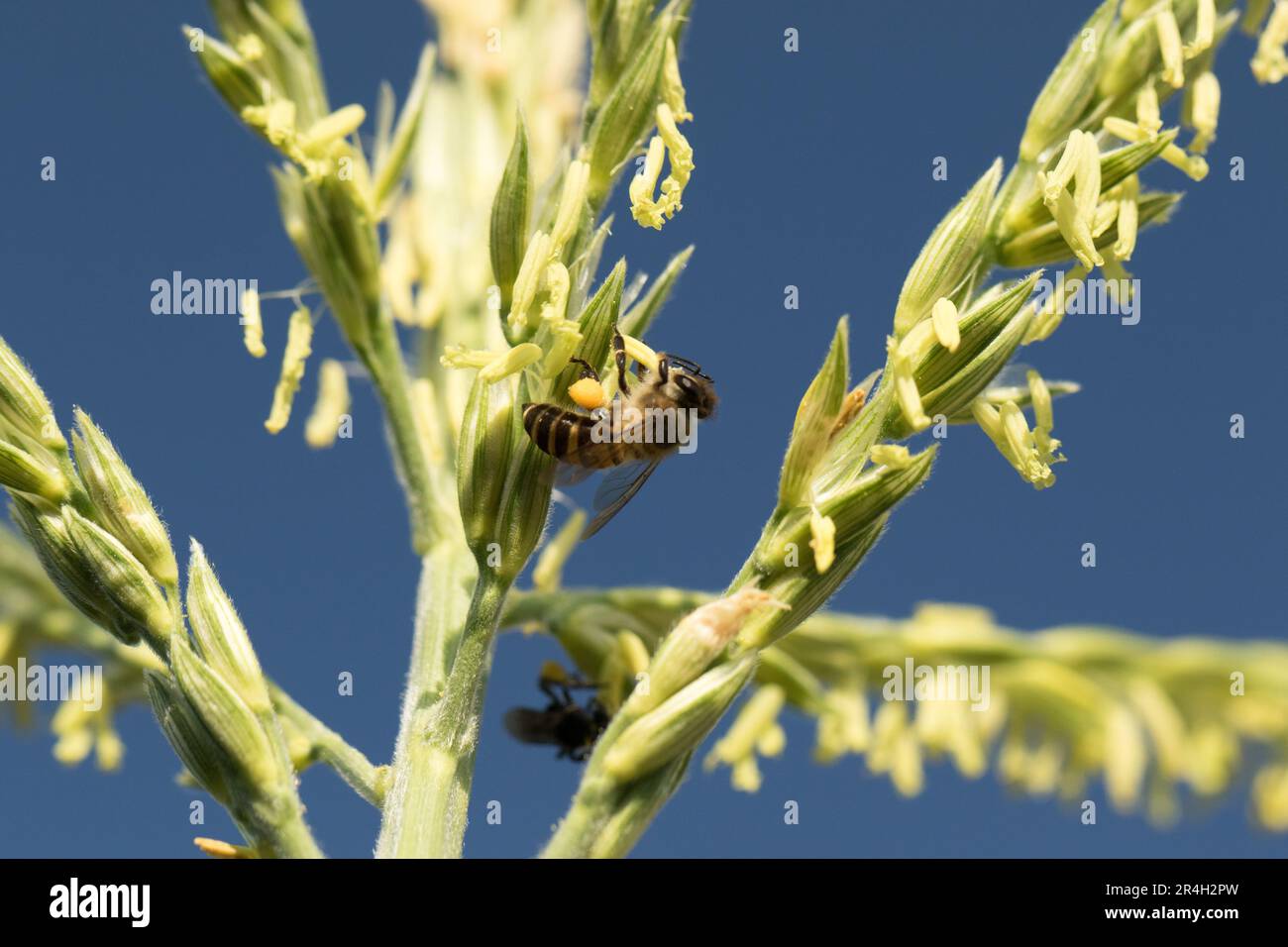 Pollinating maize hi-res stock photography and images - Alamy