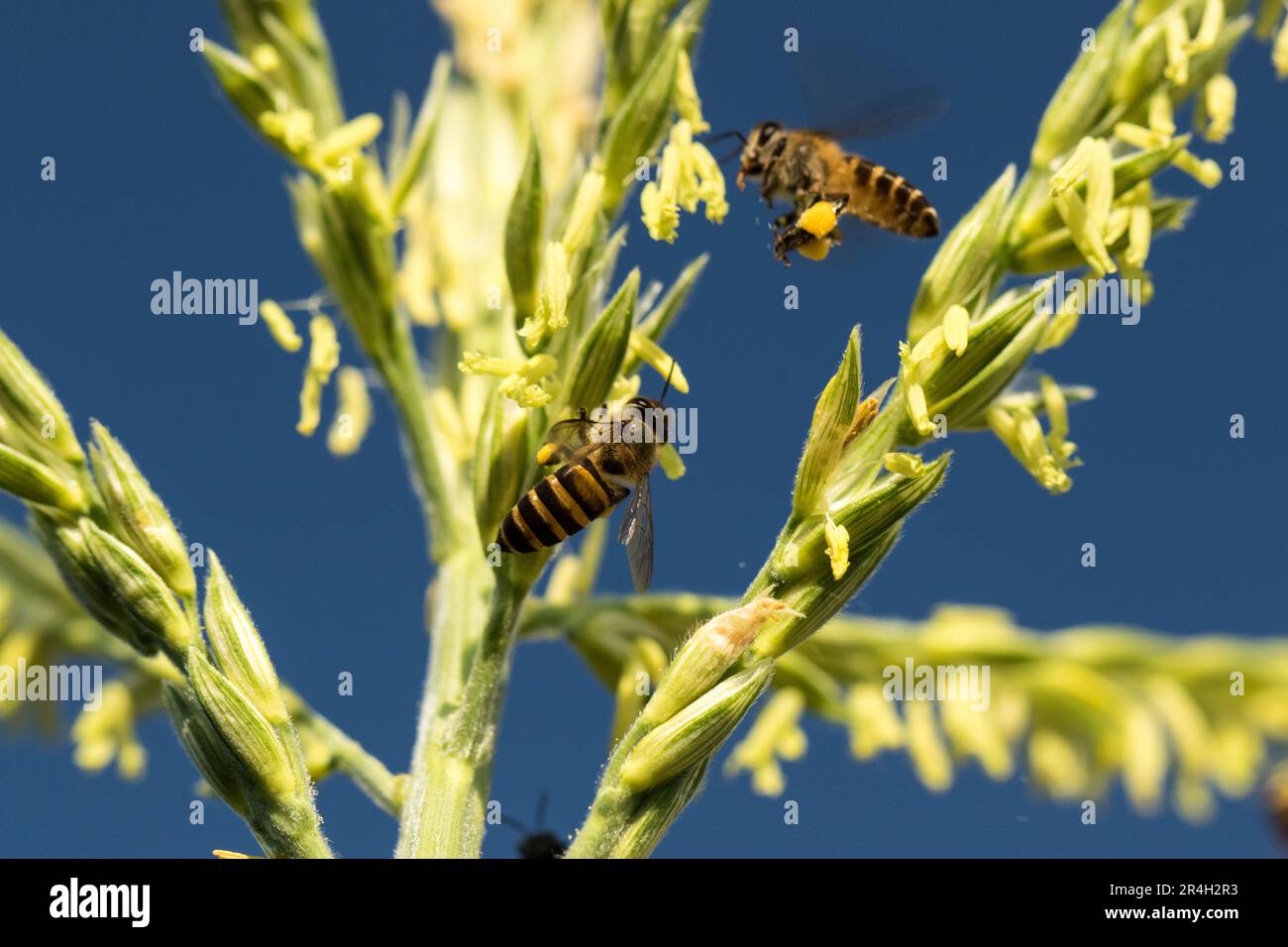 busy bee worker collecting and pollinating corn flower in the morning ...