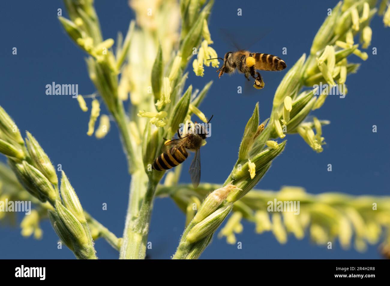 busy bee worker collecting and pollinating corn flower in the morning ...