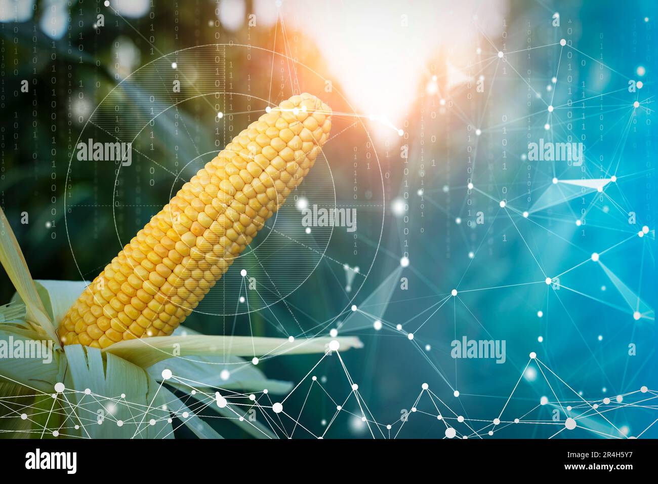 Agricultural technologies on the farm. Corn with biological holographic ...