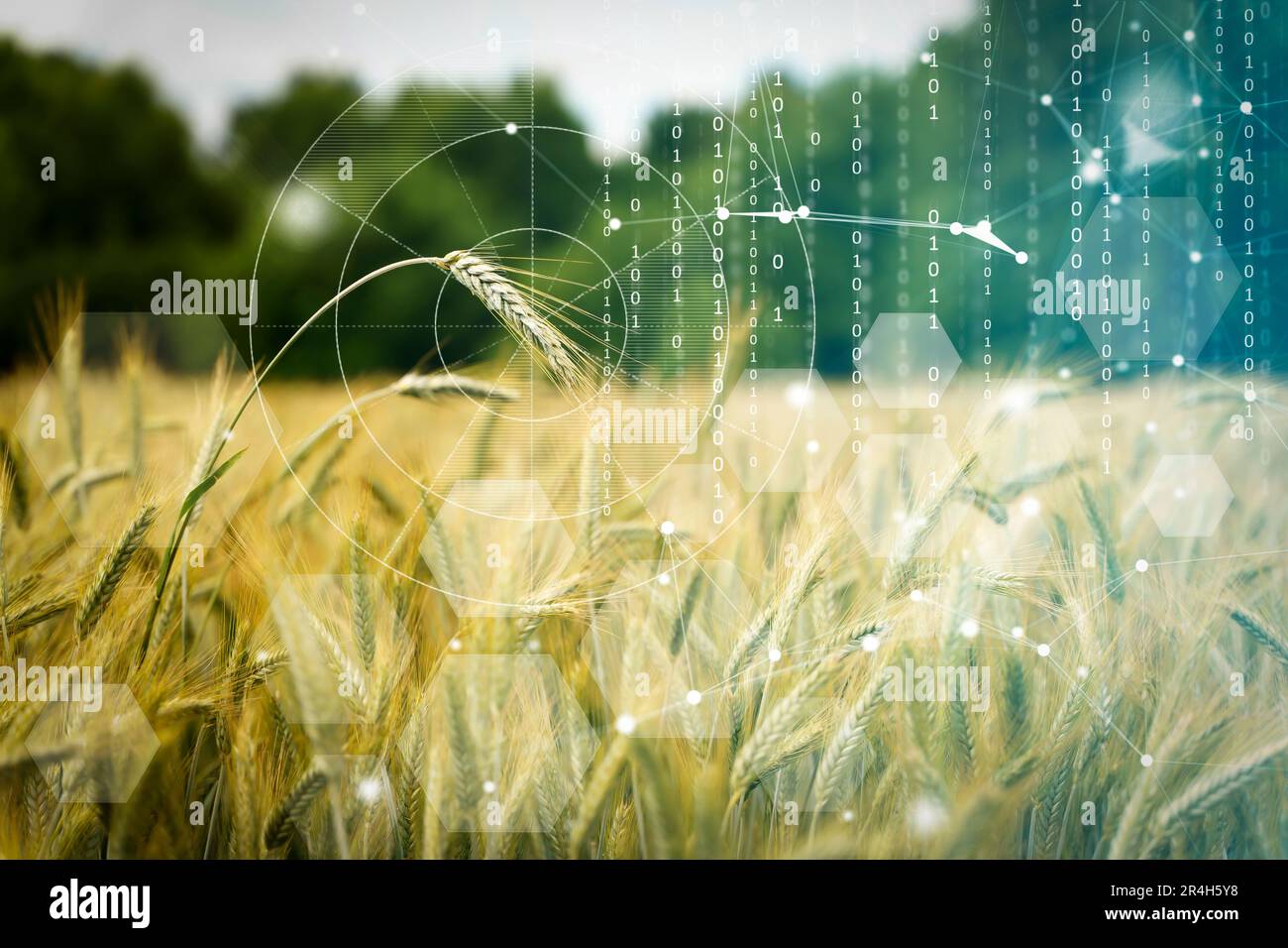 Agricultural technologies on the farm. Wheat field with holographic data and technology ...