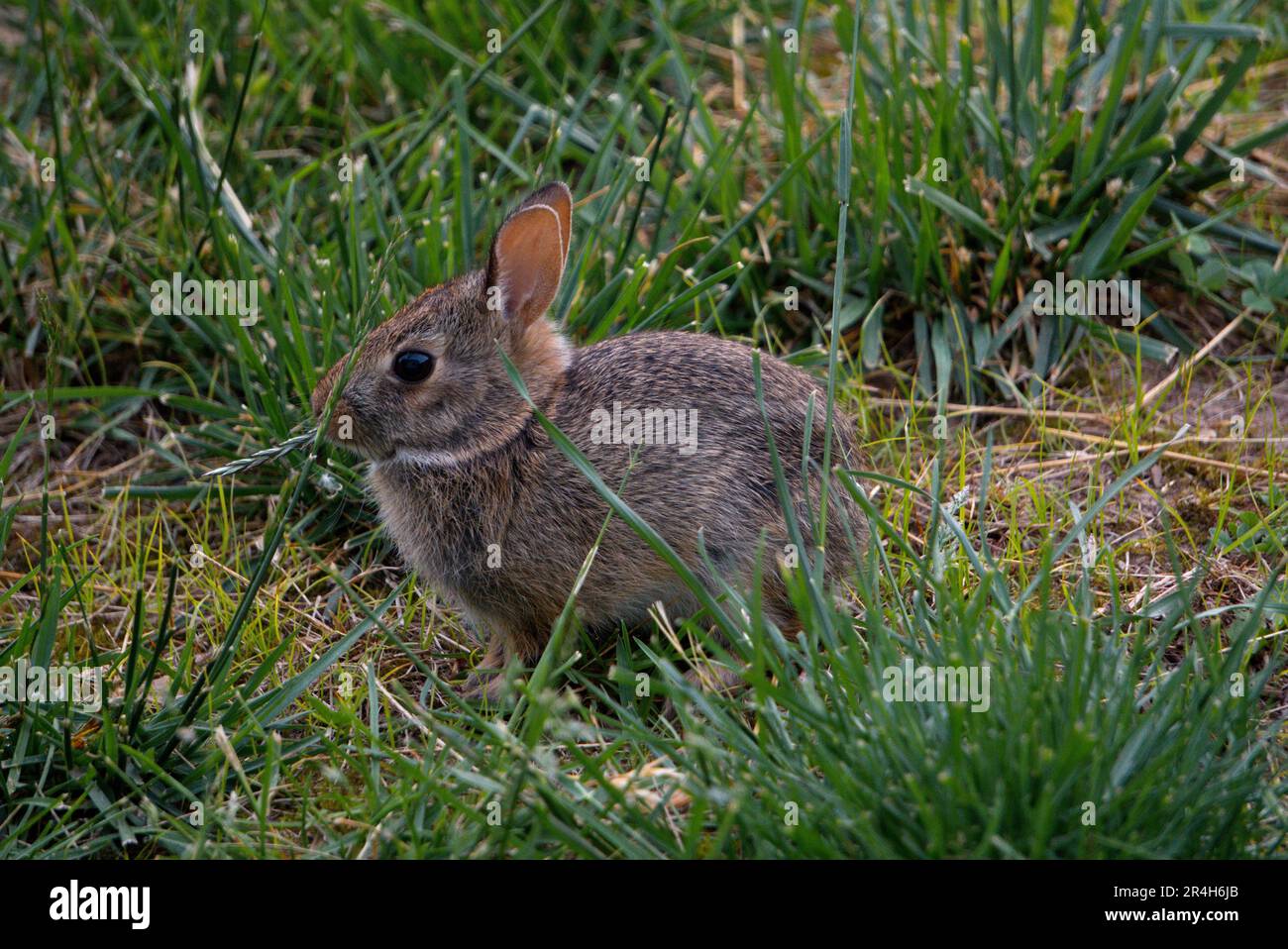 Rabbit hills hi-res stock photography and images - Alamy
