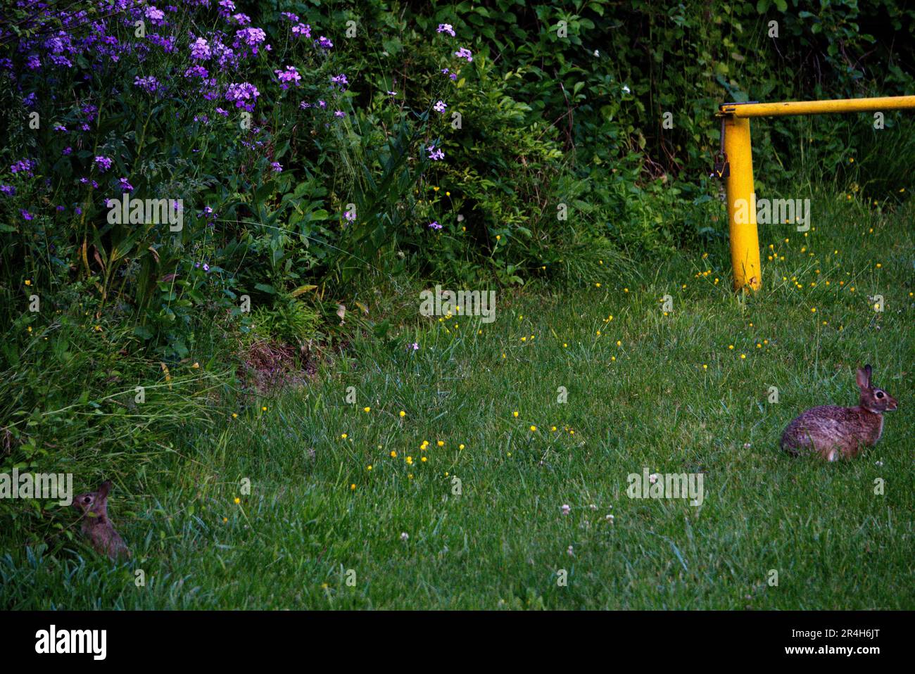 Rabbits in Pennsylvania Stock Photo - Alamy