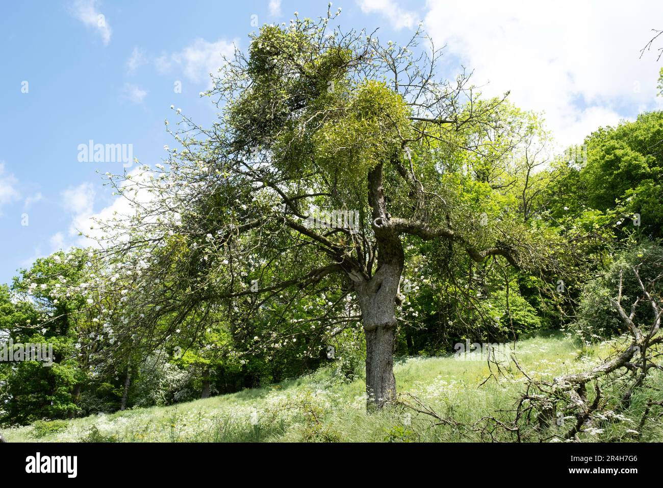 Viscum album or mistletoe growing on a tree. Mistletoe is a ...