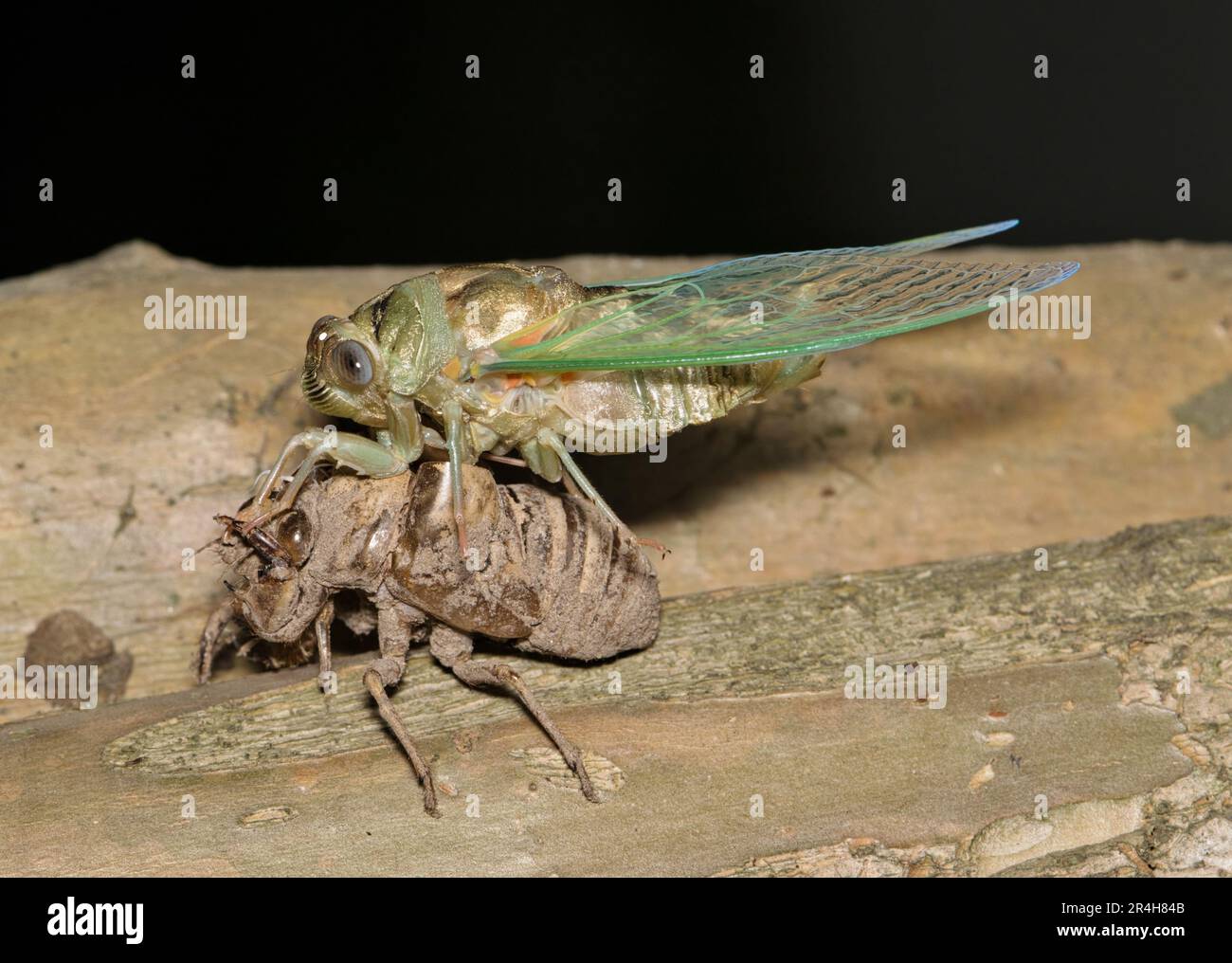 Empty cicada shell hi-res stock photography and images - Alamy