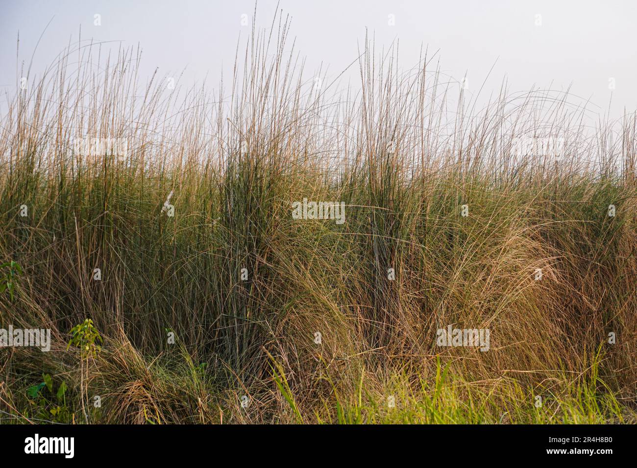 Kash flower hi-res stock photography and images - Alamy