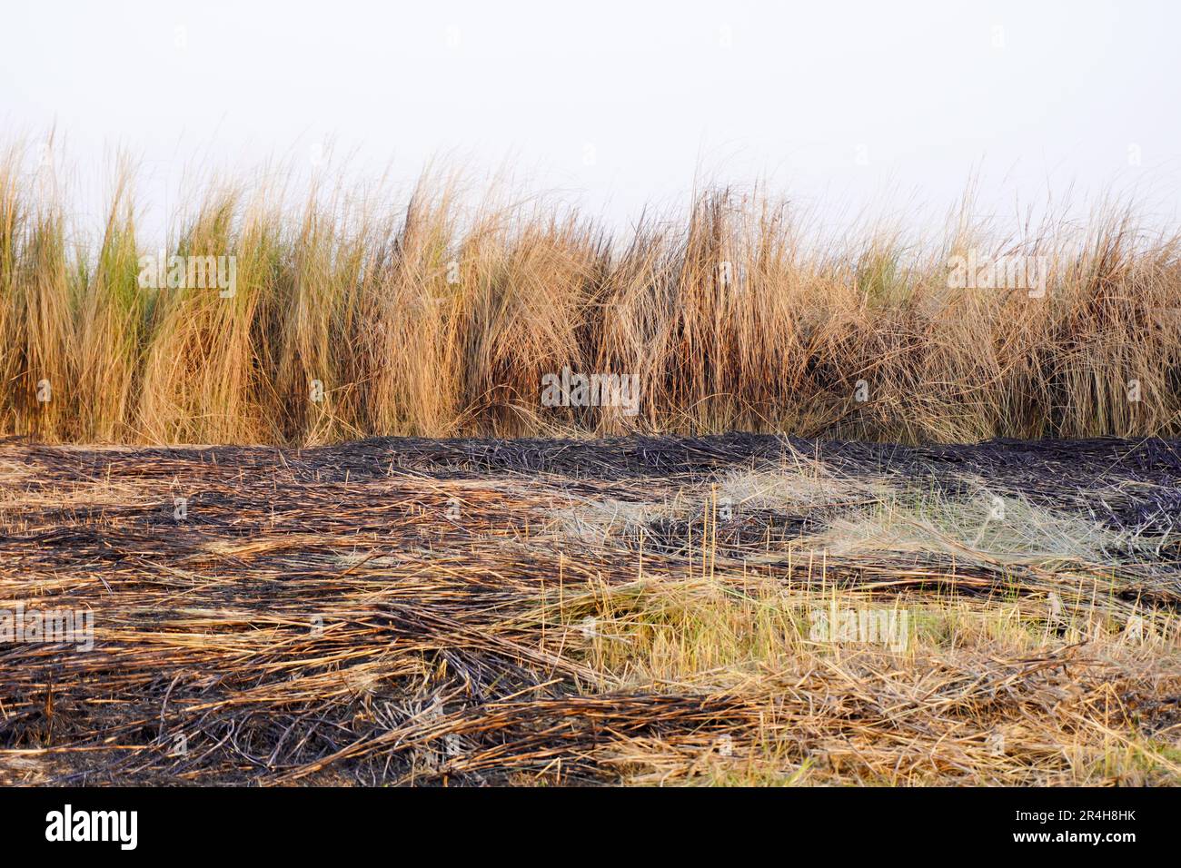 Brown Kash or kans grass field (Saccharum Spontaneum) with burn field ...