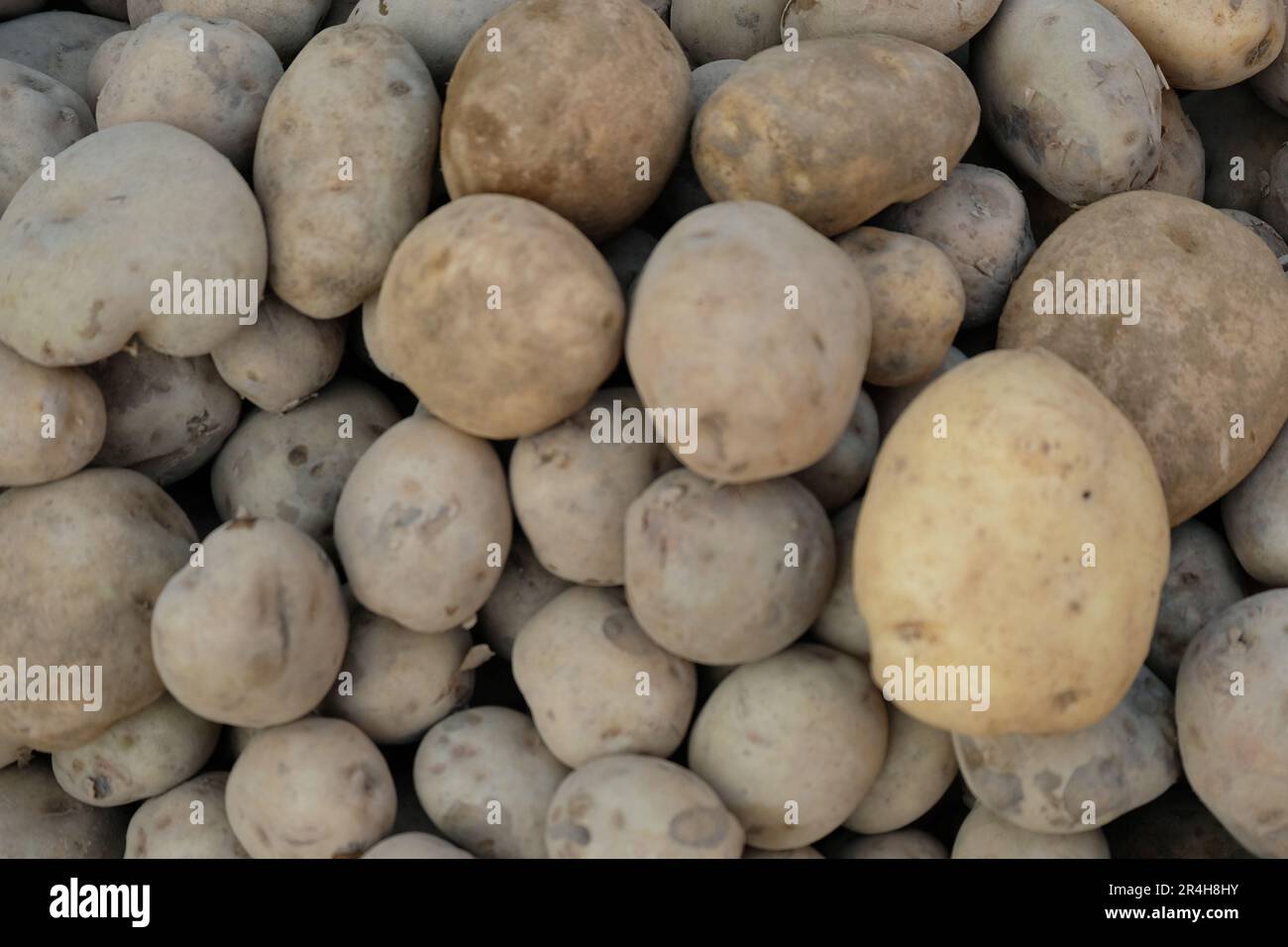 Fresh organic potato stand out among many large background potatos in ...