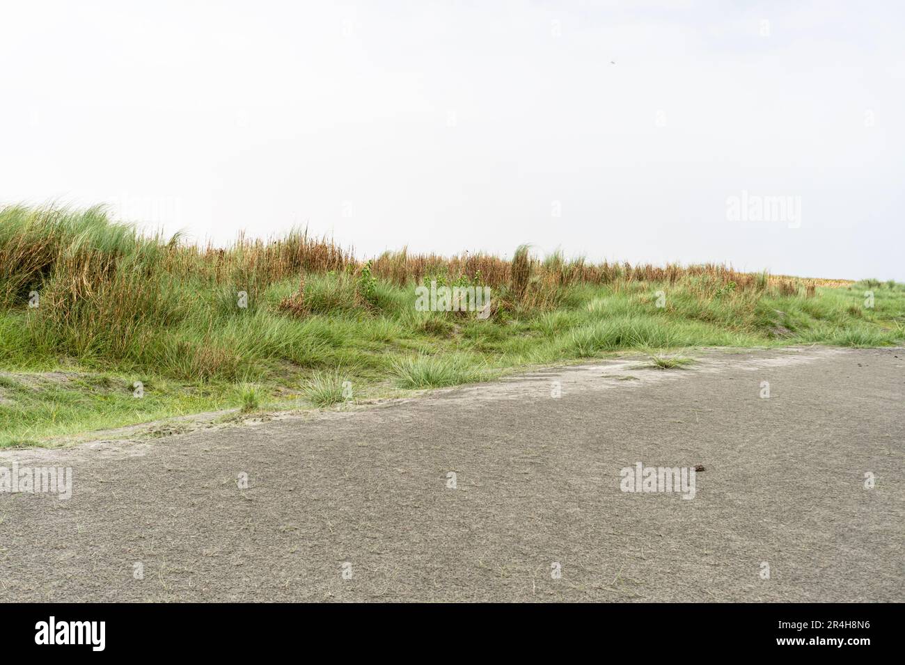 Green Kash or kans grass field (Saccharum Spontaneum Stock Photo - Alamy