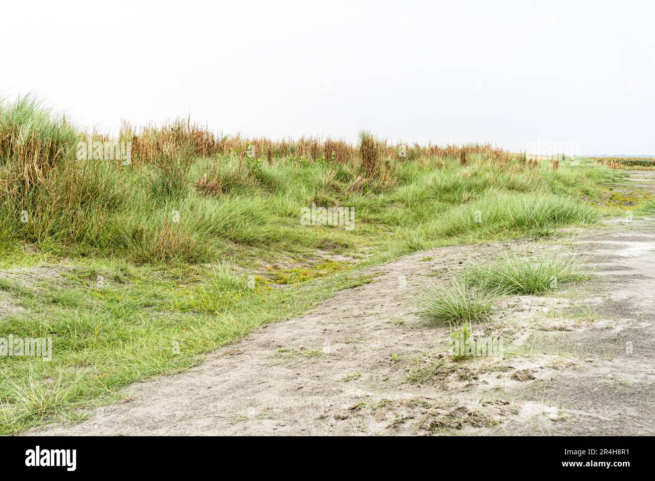 Beautiful kans grass or kash tree with cloudy sky. Kashful, kans grass ...