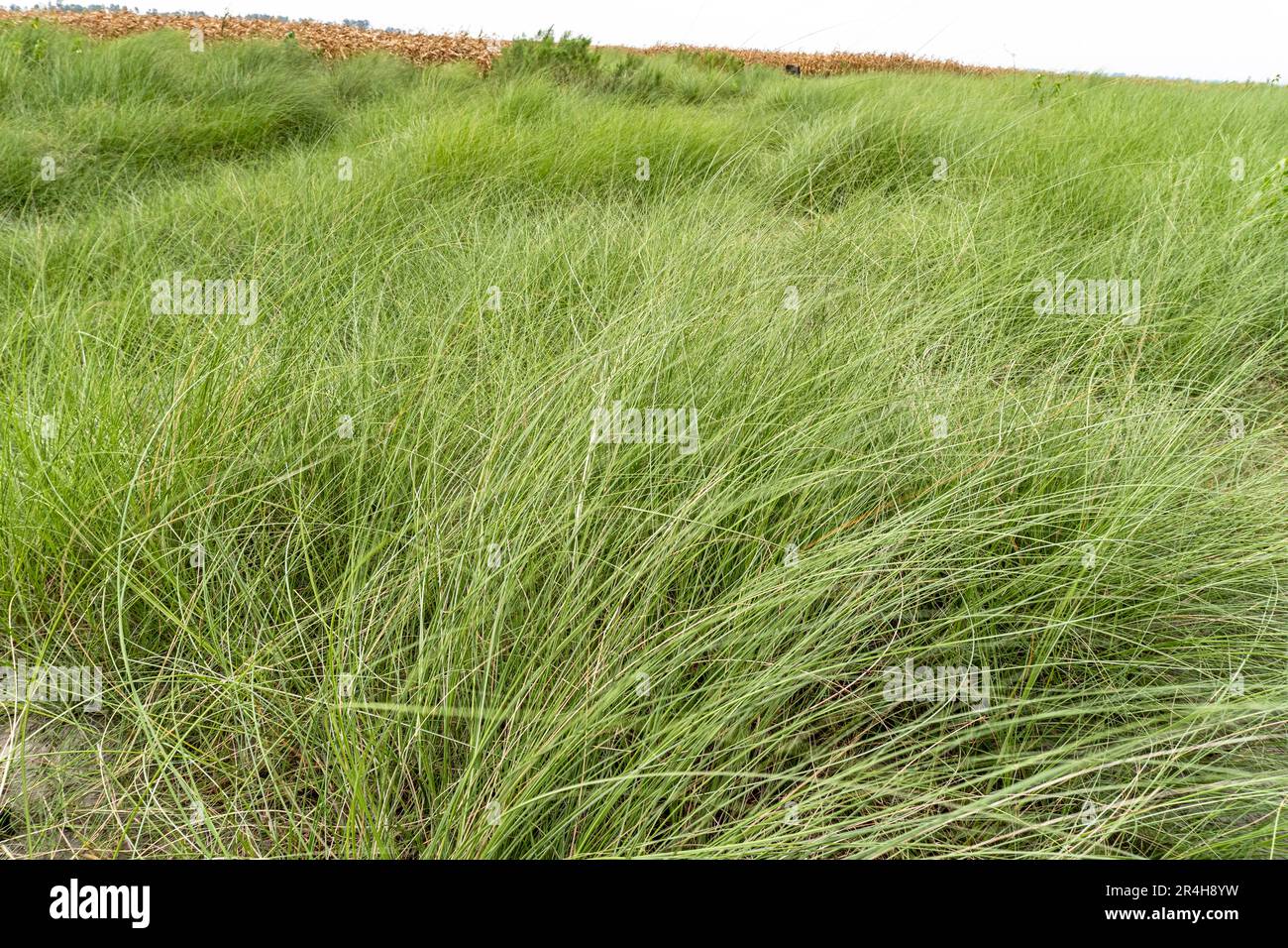 A beautiful green kans grass kash phool (in Bengali language) field in ...