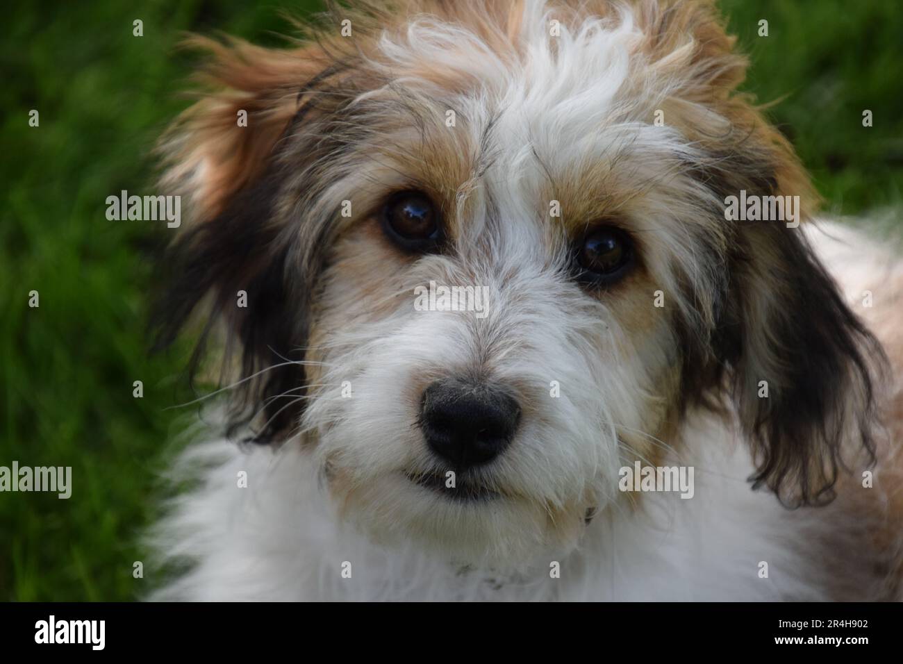 Cute angle hi-res stock photography and images - Alamy