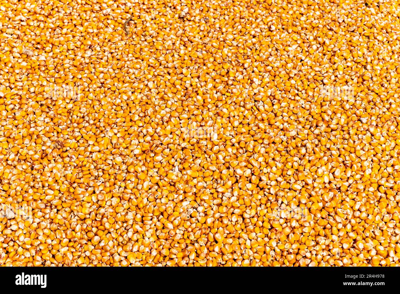 Scientific name is Zea mays. Corn texture. Yellow corns as background ...