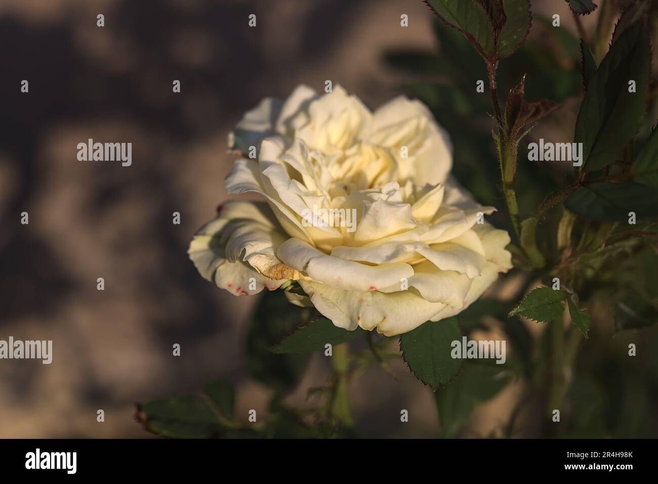 White miniature rose in bloom at sunset seen up close Stock Photo - Alamy