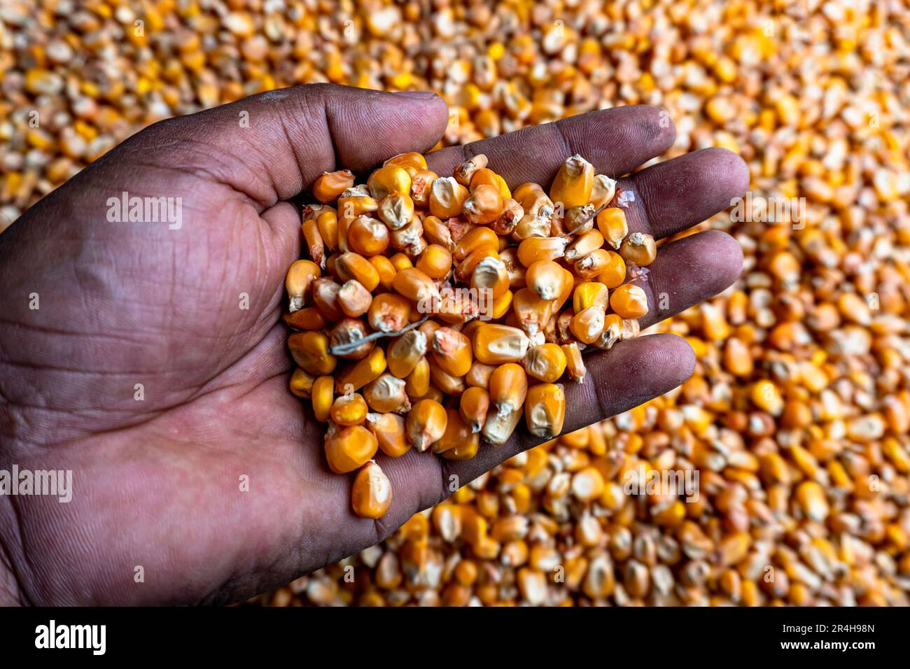 Corn texture. Yellow corn as background with moisture test in hand. The ...