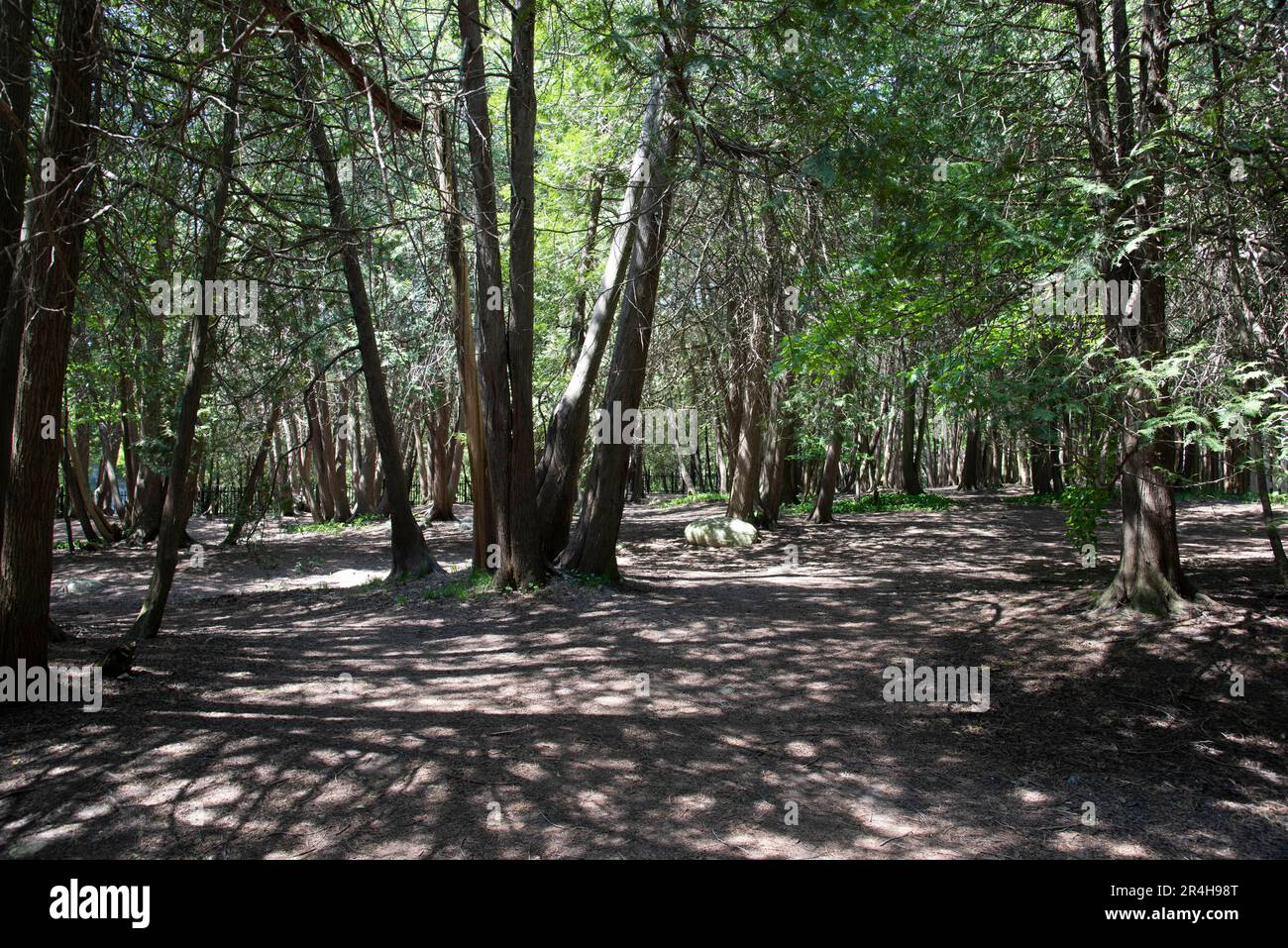 Tress in Elora Stock Photo - Alamy