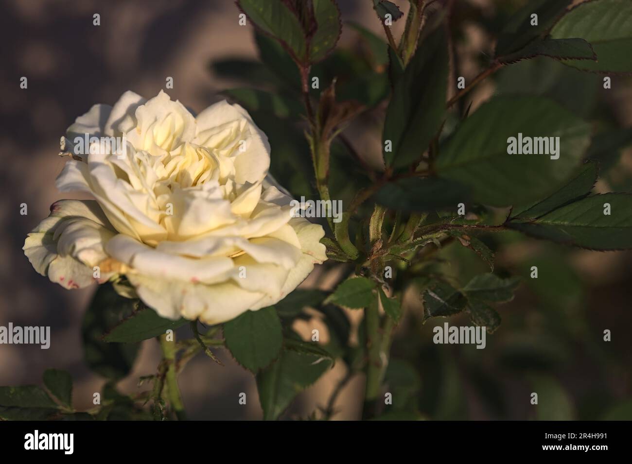 White miniature rose in bloom at sunset seen up close Stock Photo - Alamy