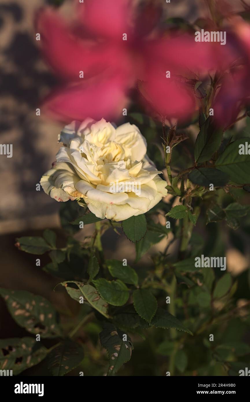 White miniature rose in bloom at sunset seen up close Stock Photo - Alamy