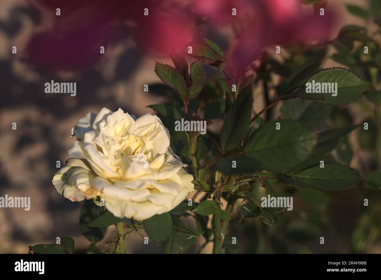 White miniature rose in bloom at sunset seen up close Stock Photo - Alamy