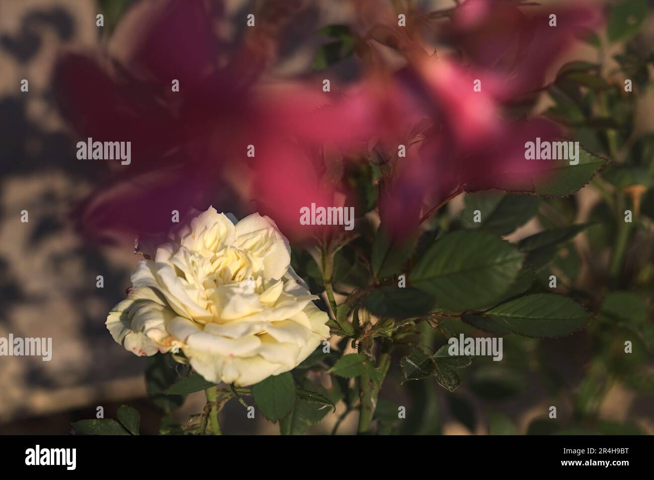 White miniature rose in bloom at sunset seen up close Stock Photo - Alamy