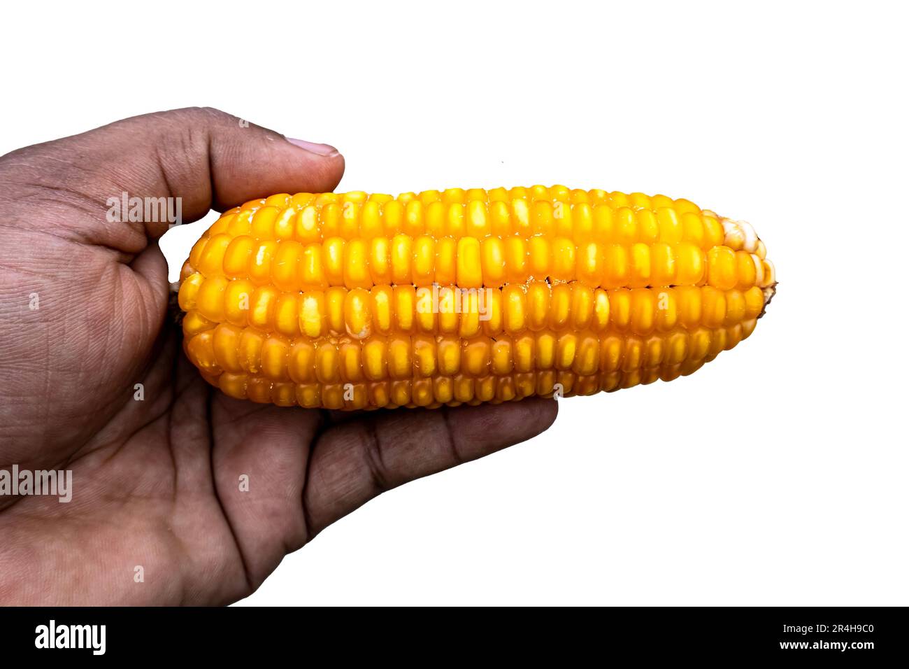 Single ear of corn isolated on white background as package design ...