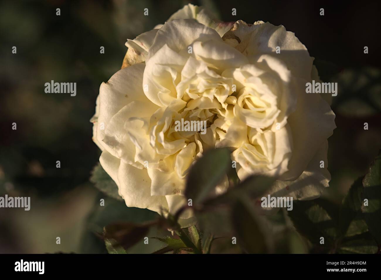 White miniature rose in bloom at sunset seen up close Stock Photo - Alamy