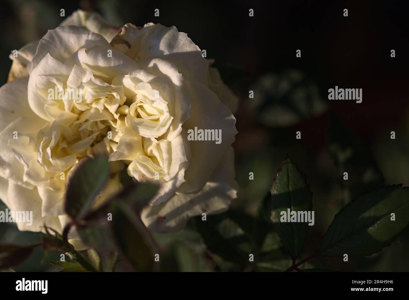 White miniature rose in bloom at sunset seen up close Stock Photo - Alamy