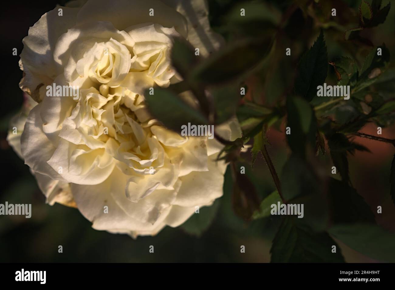 White miniature rose in bloom at sunset seen up close Stock Photo - Alamy