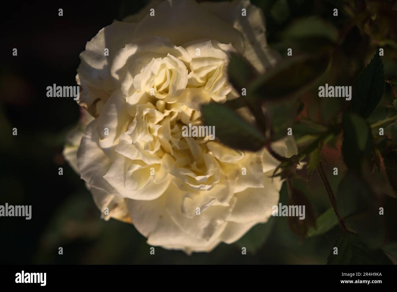 White miniature rose in bloom at sunset seen up close Stock Photo - Alamy